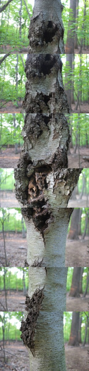 Tree Stack – Adrian Eisenhower